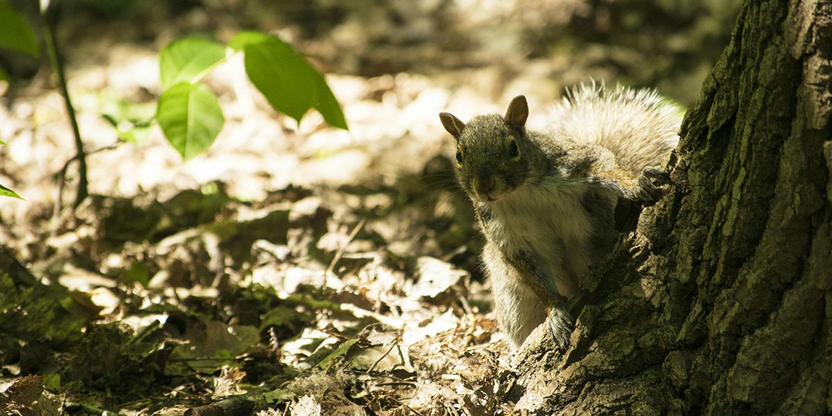 Nature Deficit Disorder And What You Can Do About It by Bill Wiser
