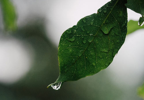 Nature Deficit Disorder And What You Can Do About It by Bill Wiser