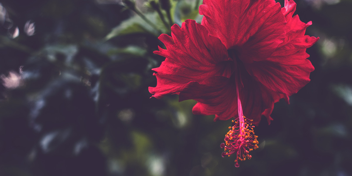 Rojo para el recuerdo: La maestra de tu vida jamás termina de enseñarte ...