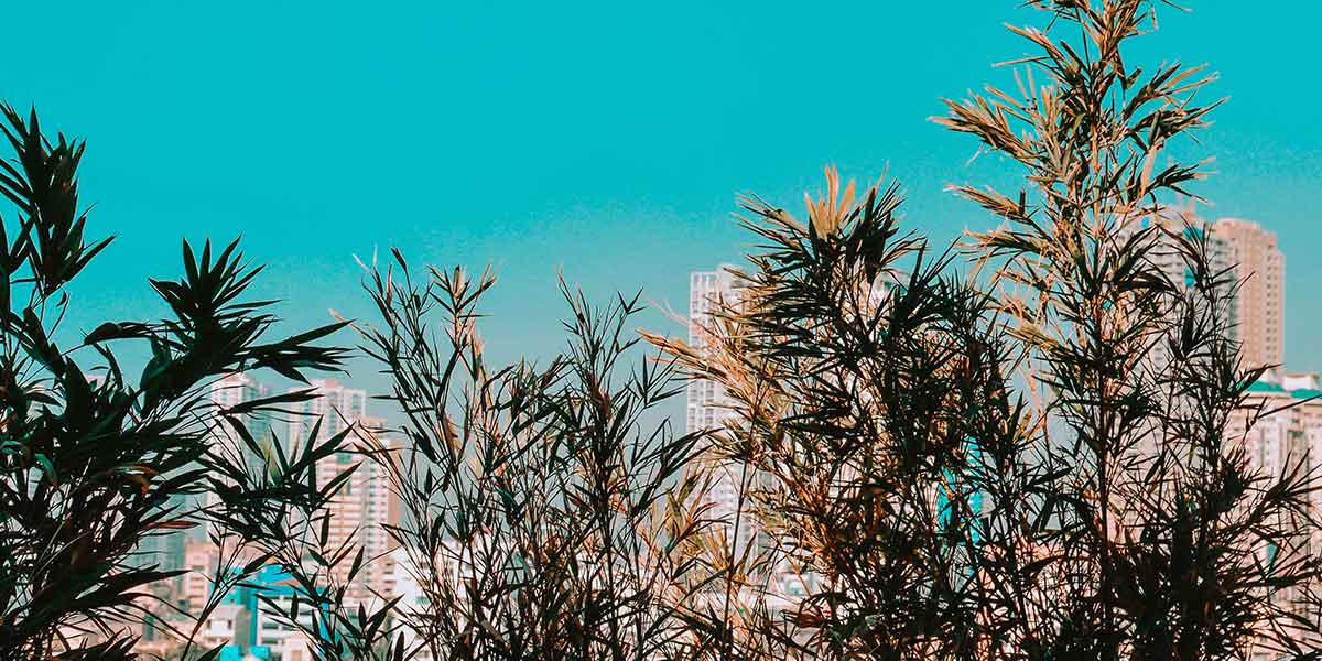 Poem: “Mind out of Matter” by Stephen Edgar