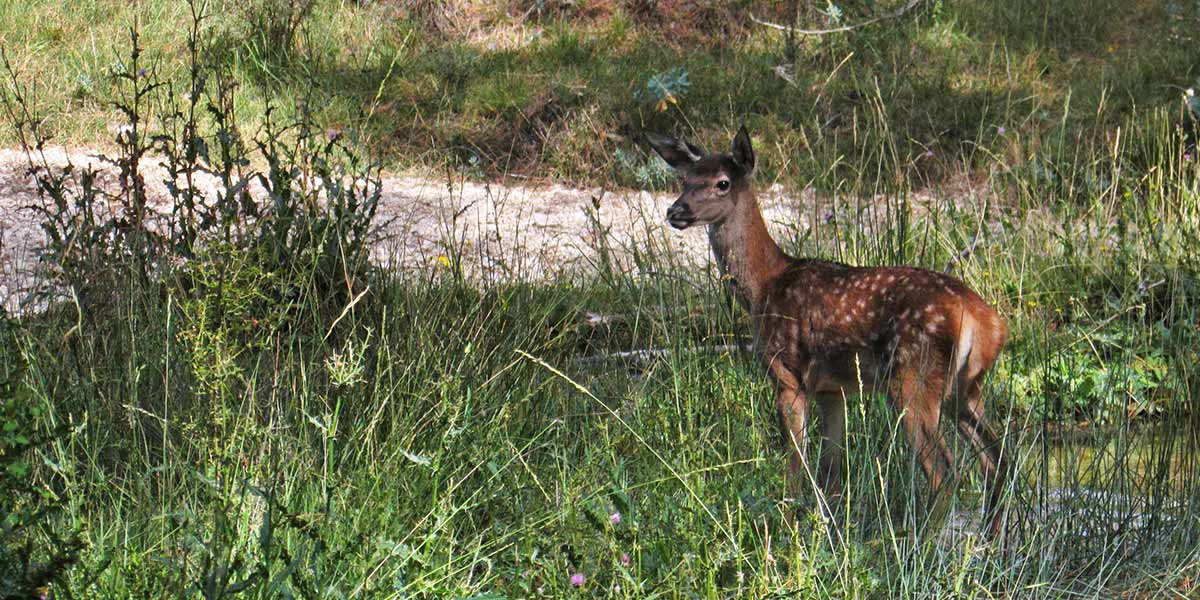 The Rough Places Plain by Kirk Wareham