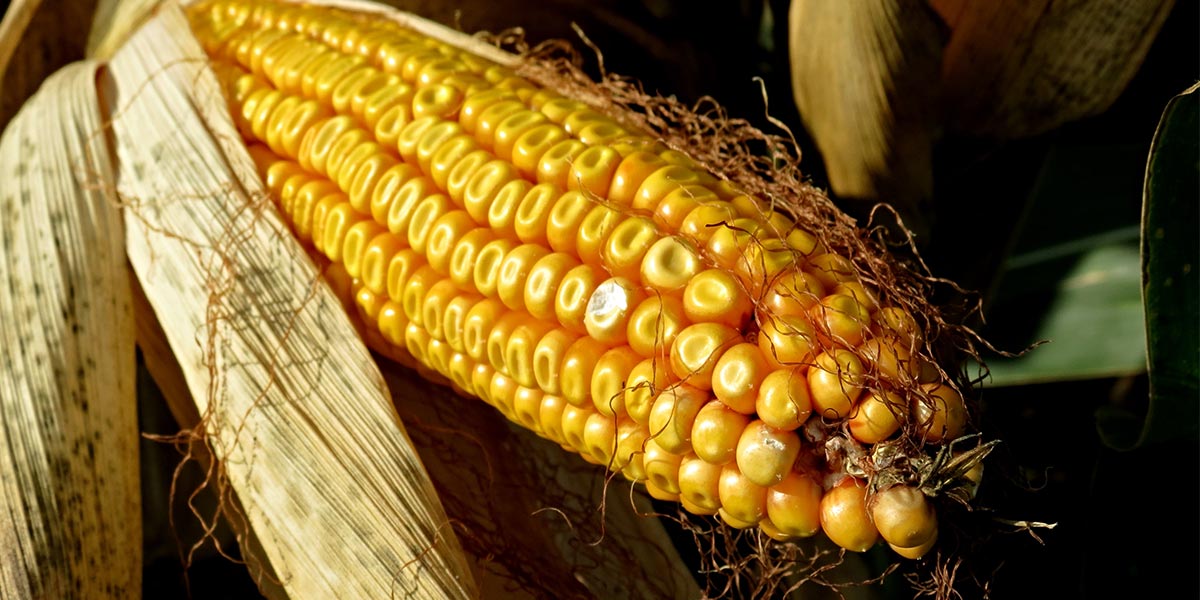 Sacred Seeds by Mary Eubanks