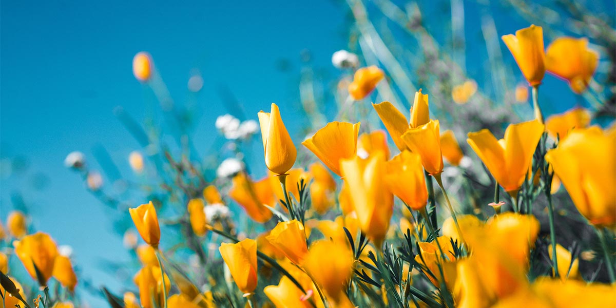 Daily Prayer for June 18