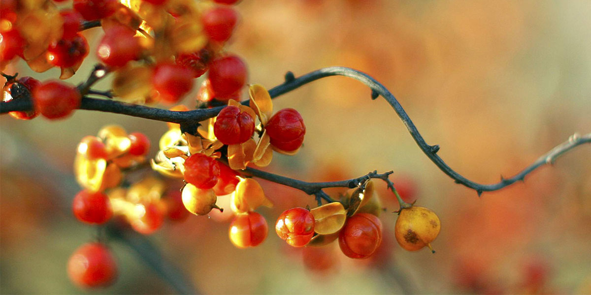 Daily Prayer for October 4