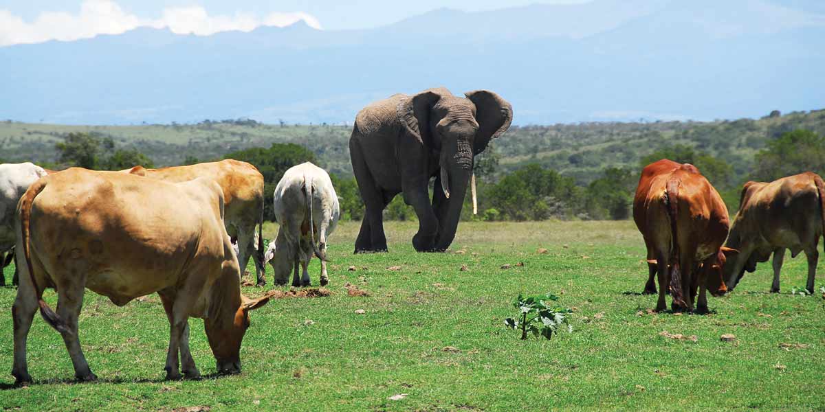 Cows and Elephants: Conservationist ranching in the African savannah by ...