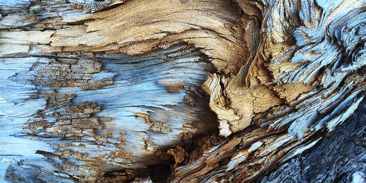 The Dead Breed Beauty: a poem by Robert Spilman