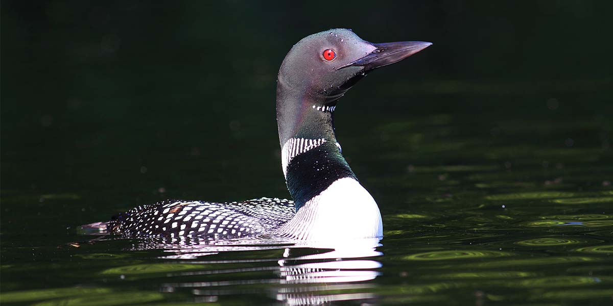 The Secret Life of Birds: From the Hudson Valley to Australia by Rufus ...